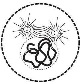 Classroom Clip Art - mitosis