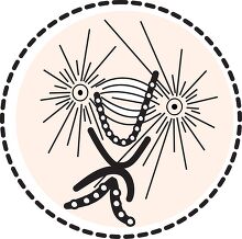 Classroom Clip Art - mitosis