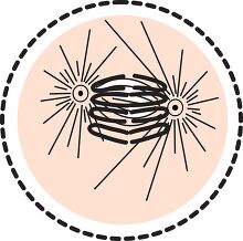 Classroom Clip Art - mitosis