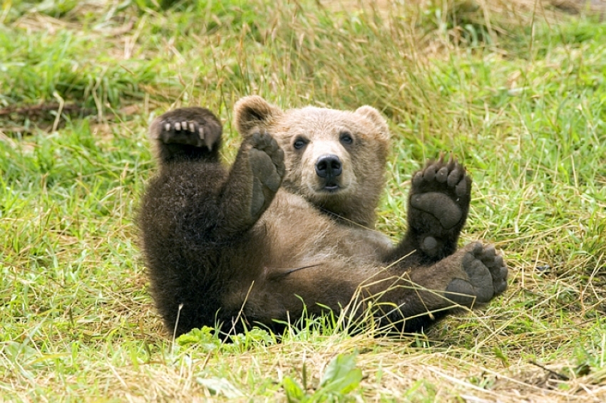 bear cub grunt sound - Classroom Clip Art