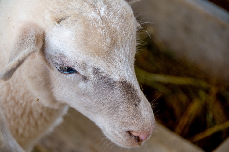 Animal Photos-close up of a sheep's face with a straw in its mouth