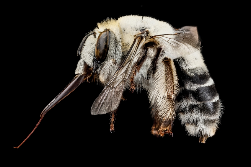 Anthophora affabilis side view - Classroom Clip Art