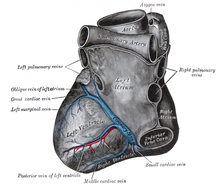 base and diaphragmatic surface of he heart human anatomy - Classroom ...