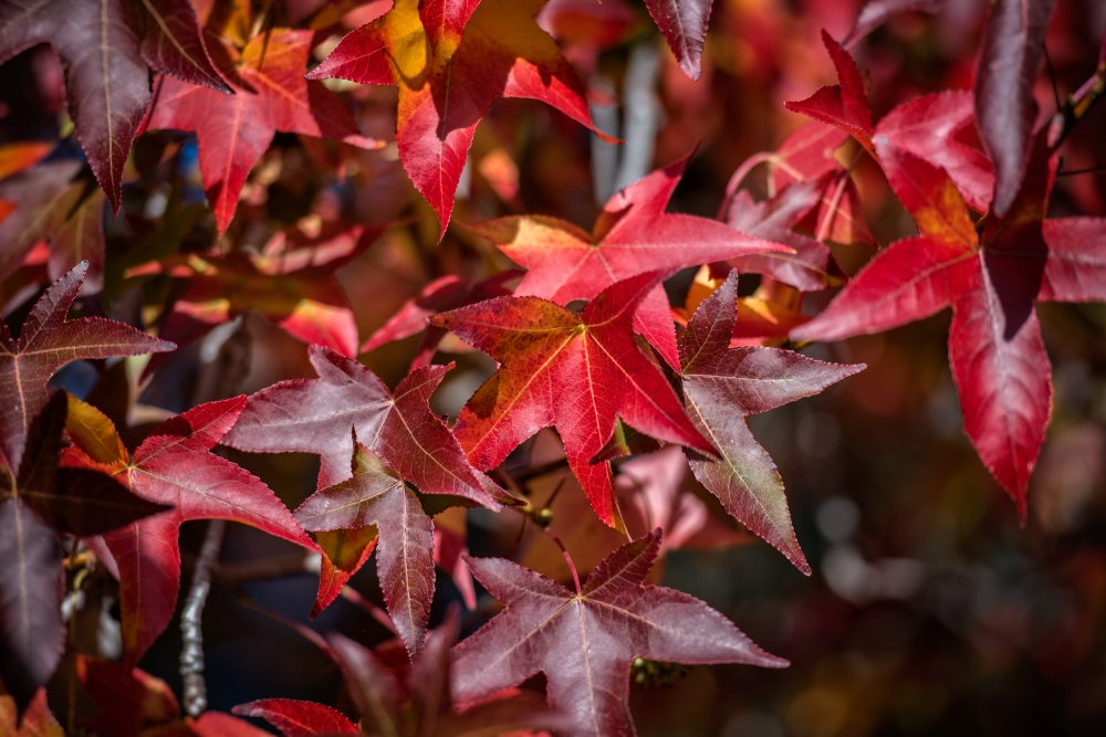 bright red fall foliage photo 8306 - Classroom Clip Art