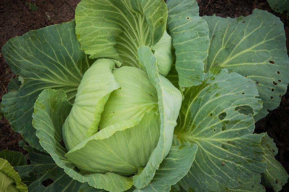 Cabbage one of the most nutrient dense vegetable - Classroom Clip Art