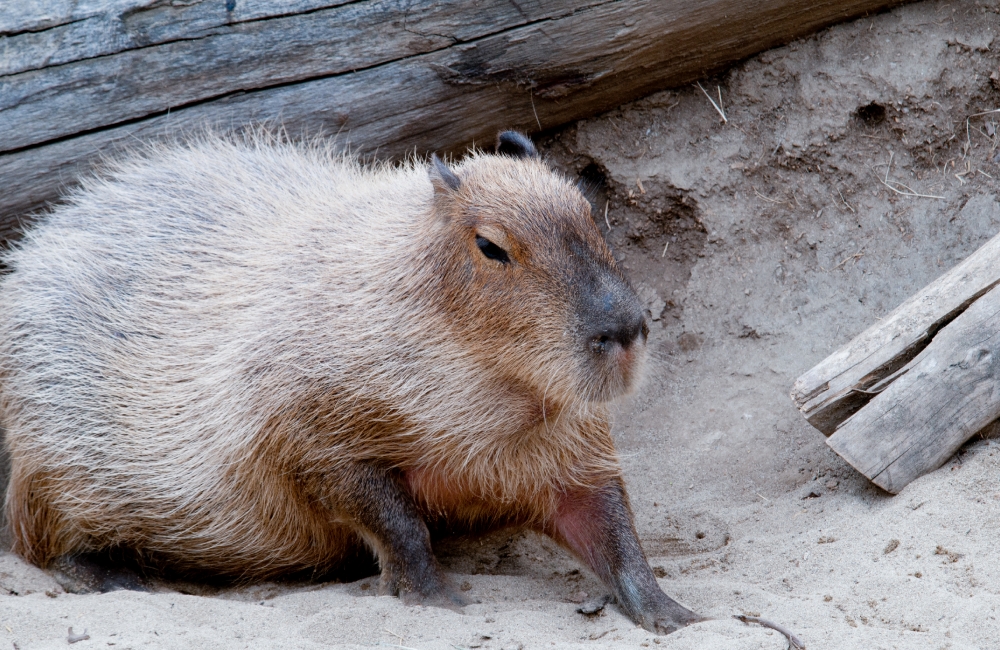 capybara animal - Classroom Clip Art