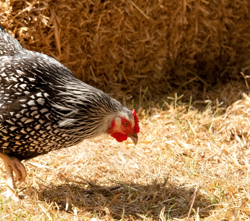 chicken farm Fall 10 09 26 - Classroom Clip Art