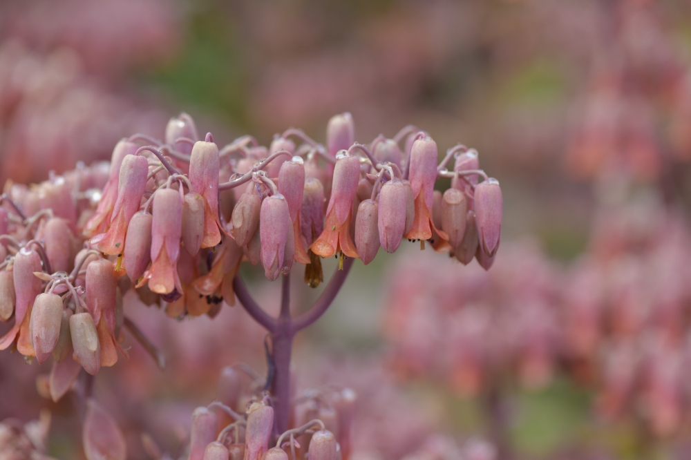 closeup kalanchoe delagoensis chandelier plant - Classroom Clip Art