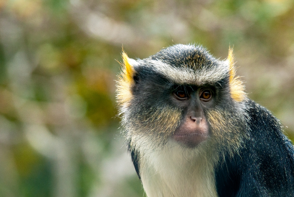 guenon sits on tree branch - Classroom Clip Art