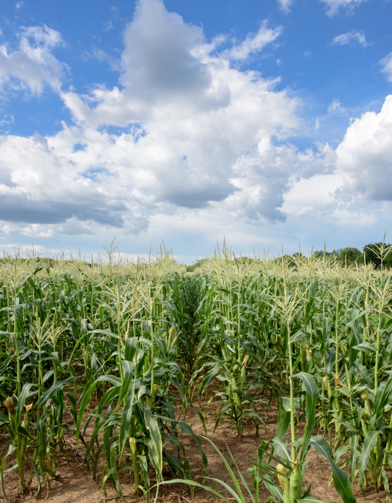 corn plants growing in field photo 9042 - Classroom Clip Art