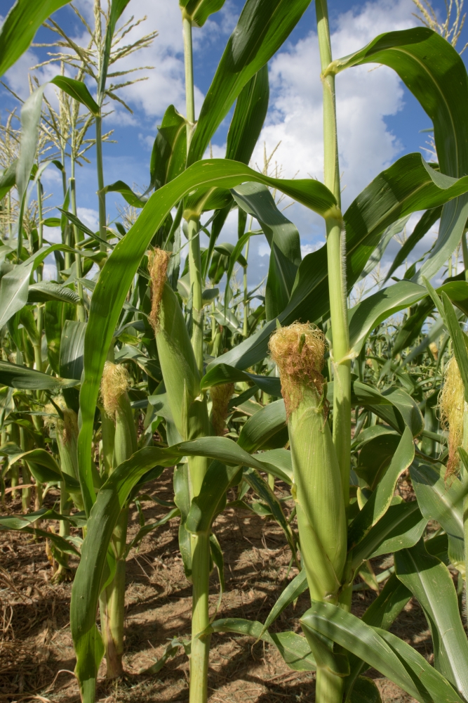 corn plants growing in field shows ears corn photo 9049 - Classroom ...