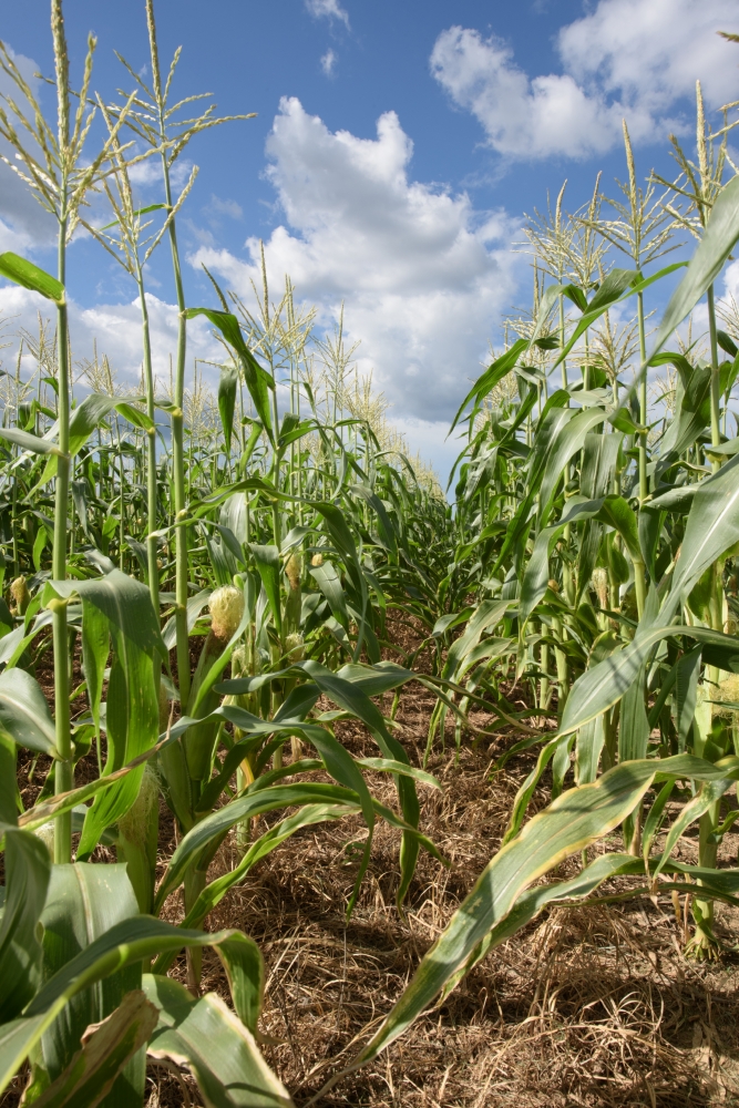corn plants growing in field shows ears corn photo 9050 - Classroom ...