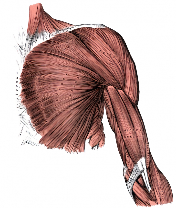 deep muscles of chest and front arm human anatomy deep muscles o ...
