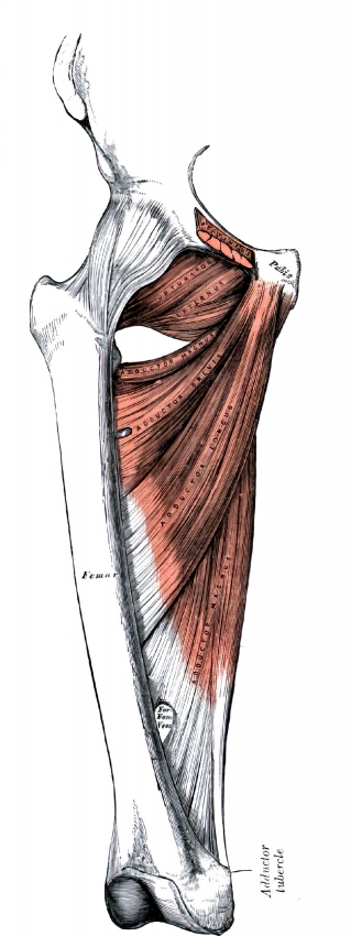 deep muscles of the medial femoral region human anatomy - Classroom ...