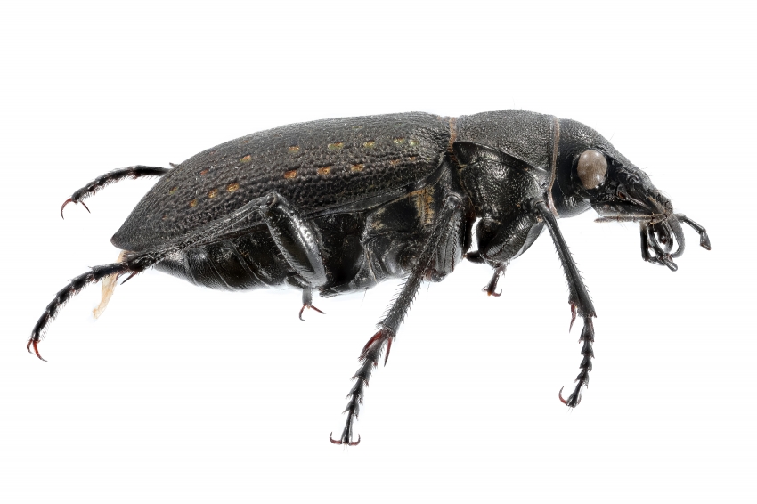 Fiery Hunter Beetle side view - Classroom Clip Art