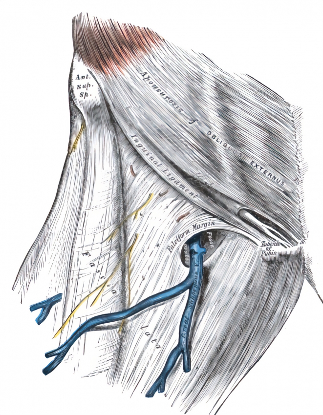 fossa ovalis human anatomy - Classroom Clip Art