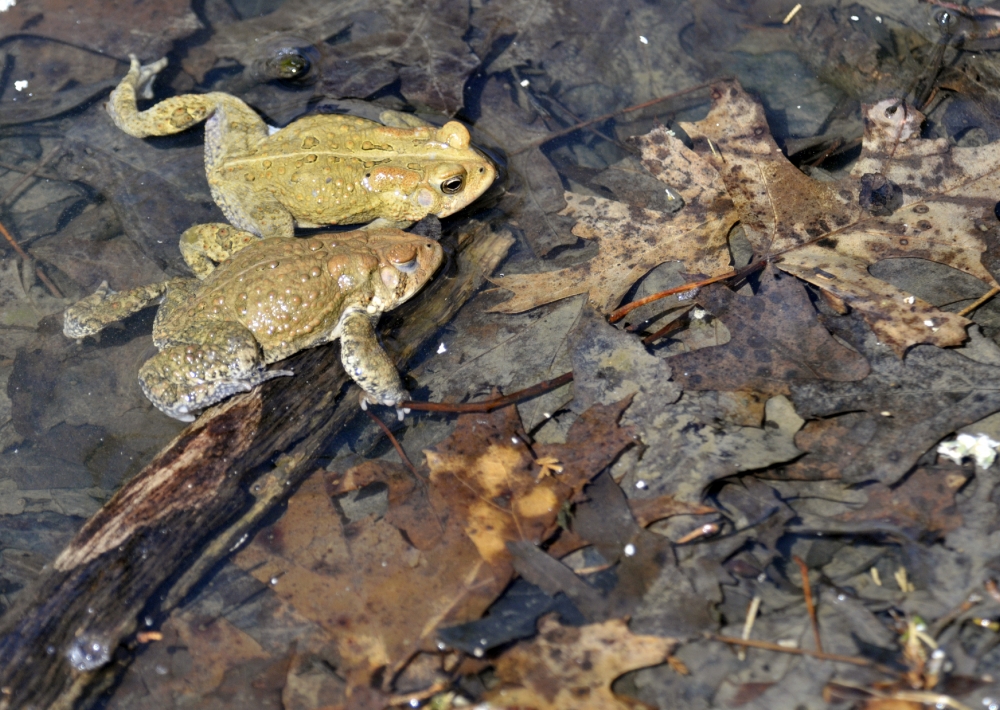 frog american toad in pond 28 - Classroom Clip Art