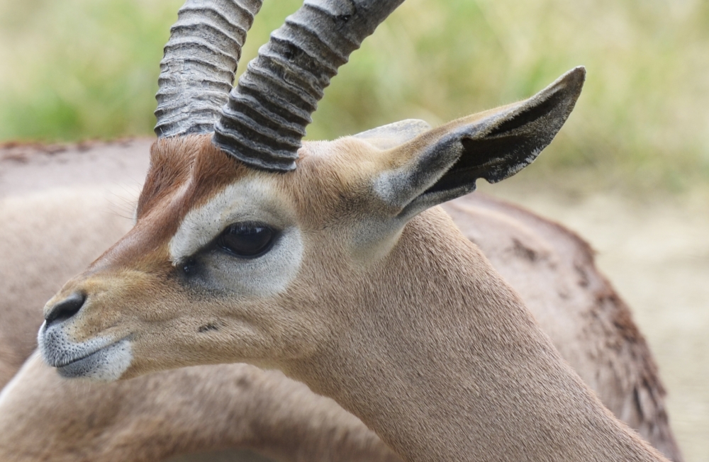 Antelope Photos-gerenuk closeup side view