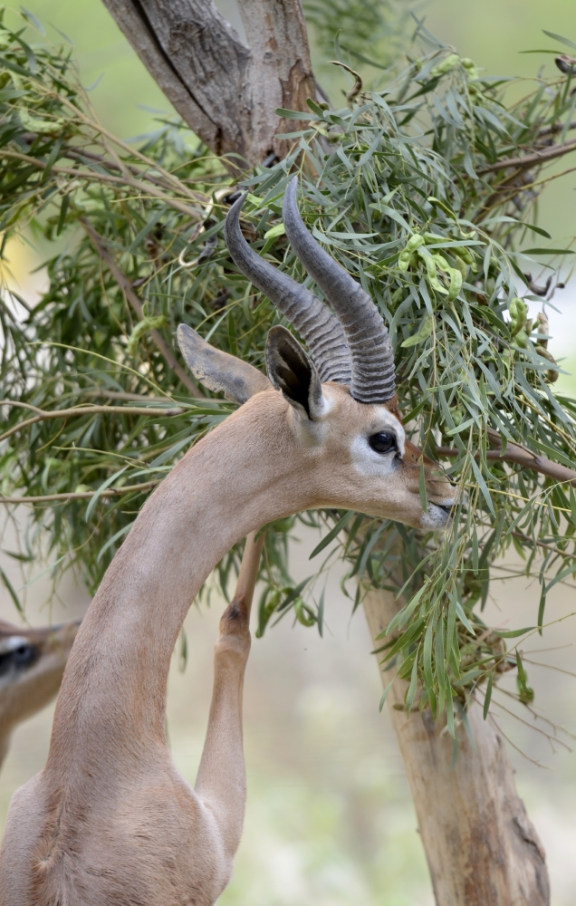 gerenuk eating tree leaves 350A - Classroom Clip Art