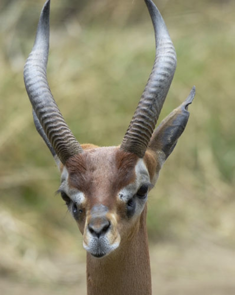 Antelope Photos-gerenuk closeup side view