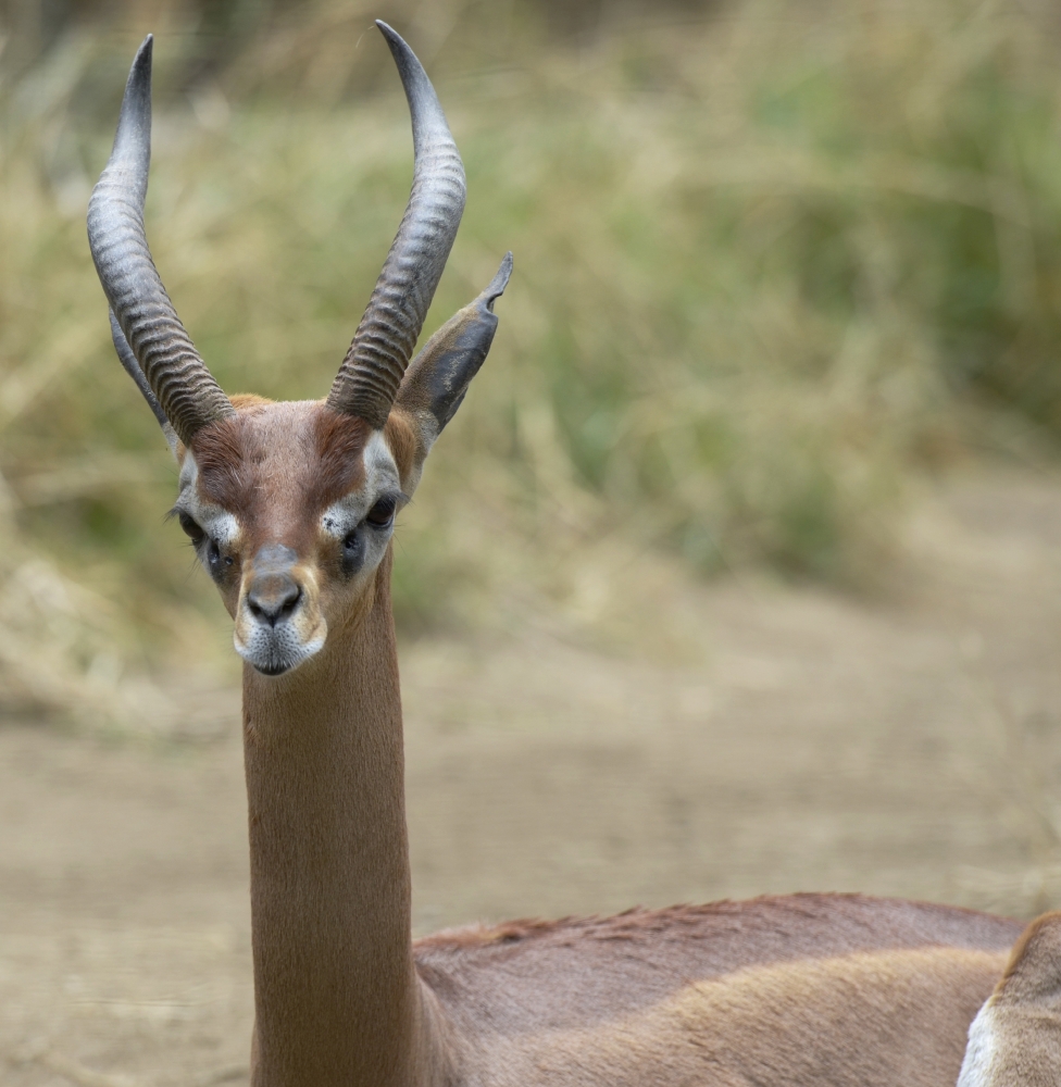 gazelle front view - Classroom Clipart