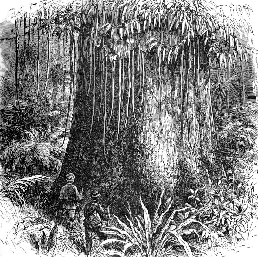 Giant Gum Tree Australia - Classroom Clip Art