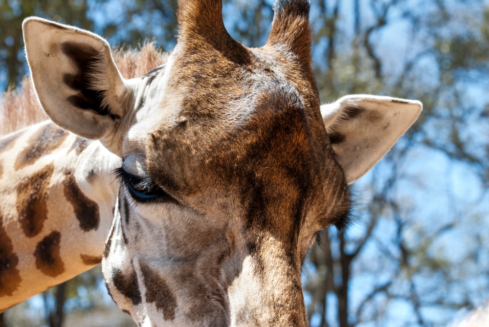 Africa Photos-Giraffe Close Up