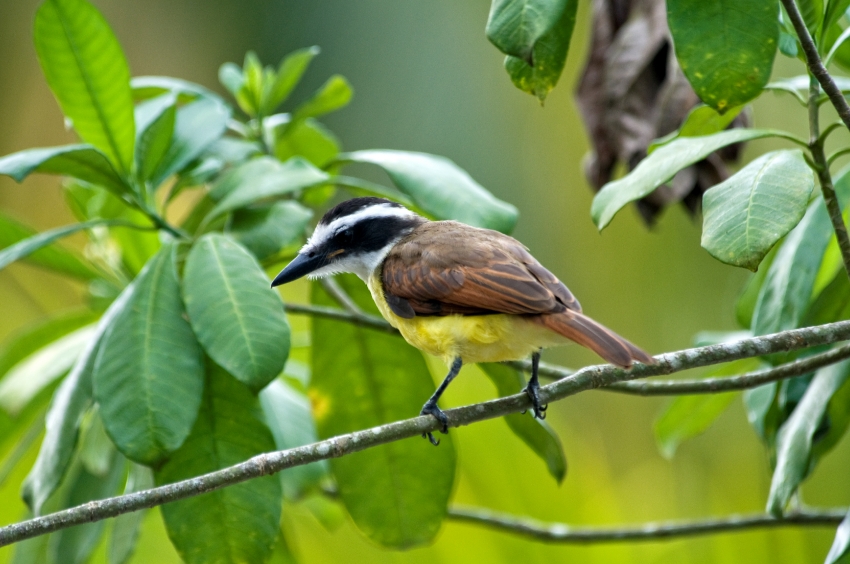 Great Kiskadee Bird - Classroom Clip Art