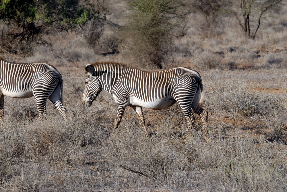 Grevys zebra at samburu national park africa - Classroom Clip Art