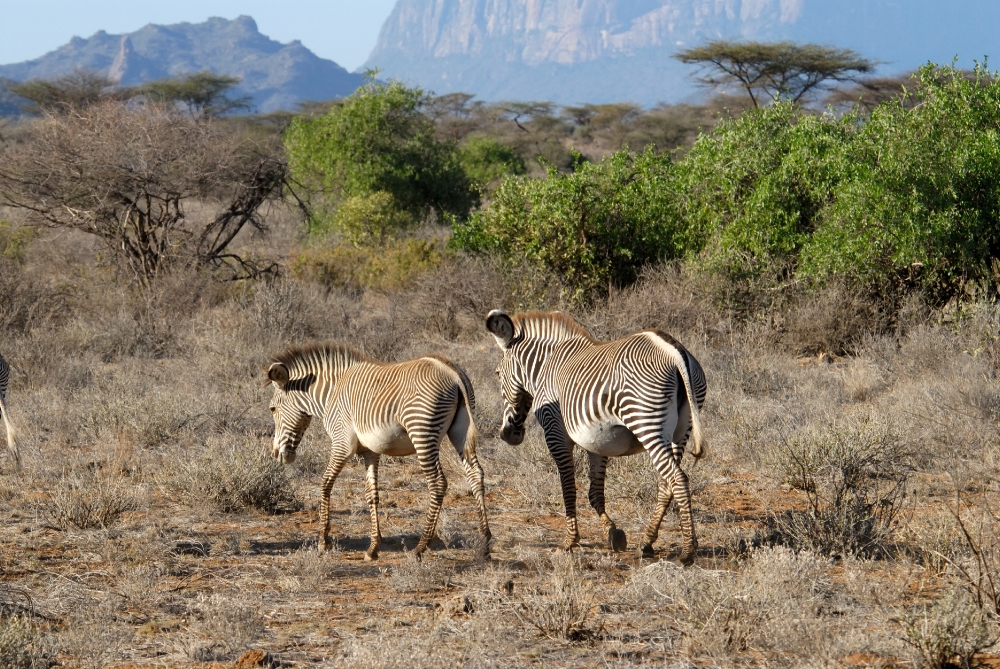 Grevy’s Zebra Samburu National Reserve Kenya Africa - Classroom Clip Art