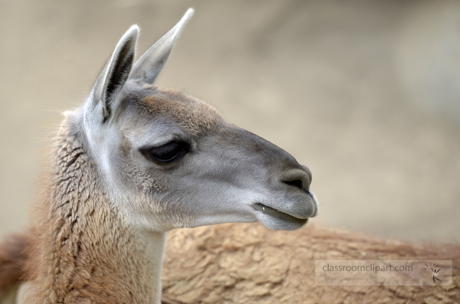 guanaco face side view closeup - Classroom Clip Art