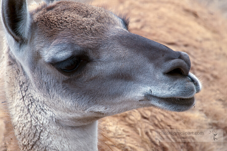 guanaco face side view closeup - Classroom Clip Art