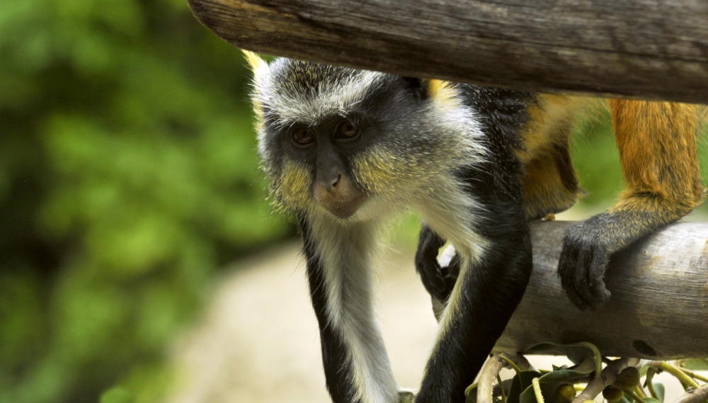 guenon face behind tree - Classroom Clip Art