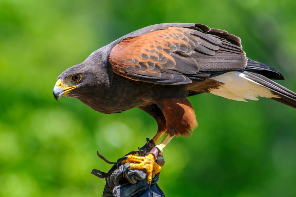 harris hawk in flight - Classroom Clip Art