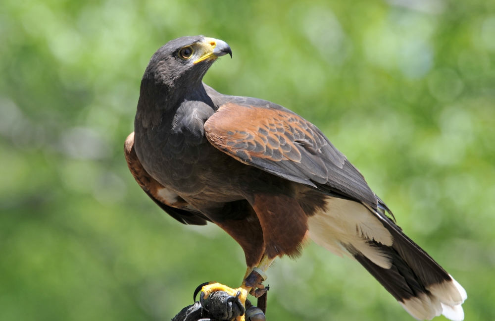Bird Photos-harris hawk wings open