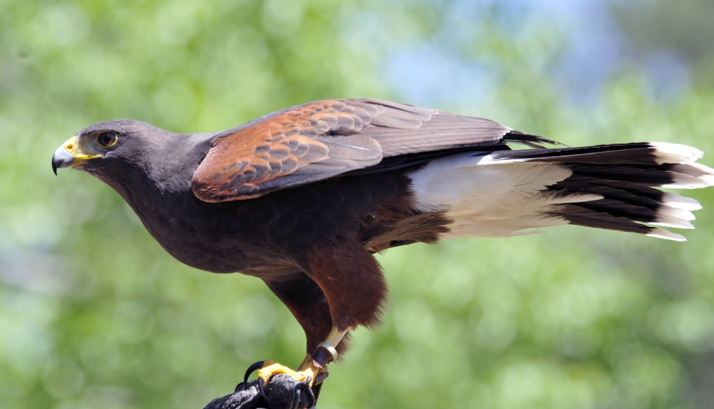 harris hawk side view - Classroom Clip Art