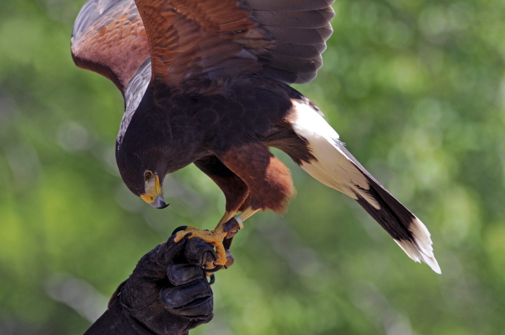 Bird Photos-harris hawk wings open