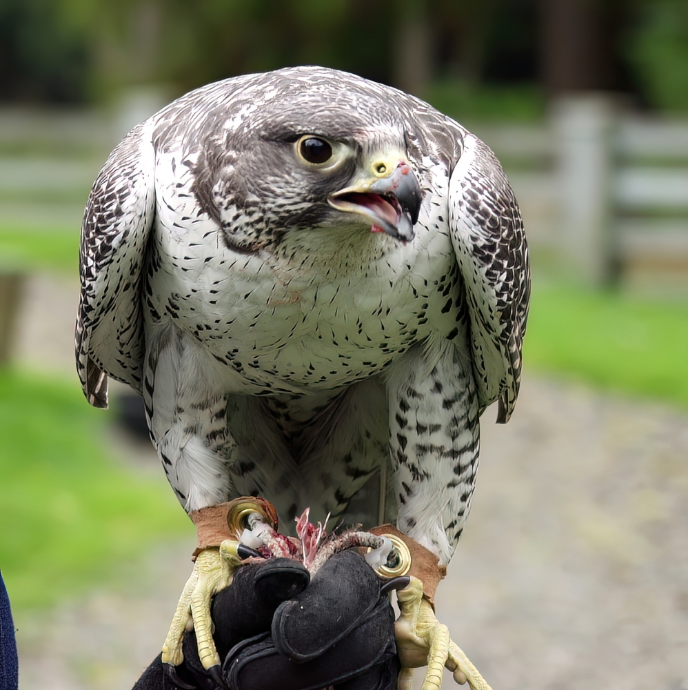 Bird Photos-harris hawk wings open
