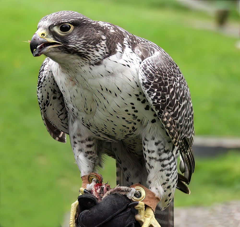 Bird Photos - singapore 8622a