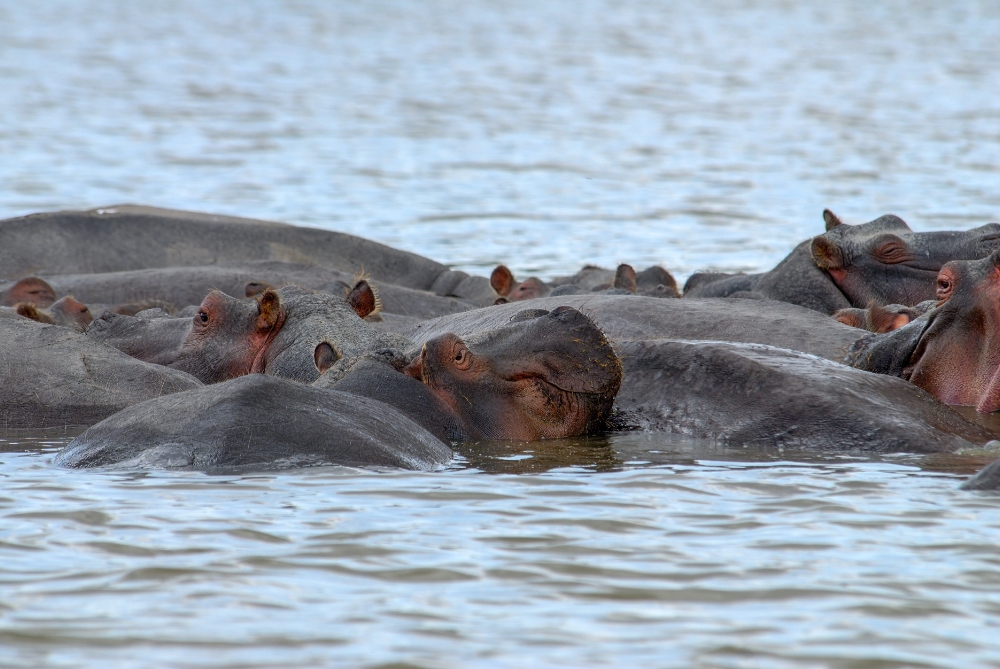 Hippopotamus Pictures-Hippopotamus Lake Naivasha, Kenya Africa pods of ...