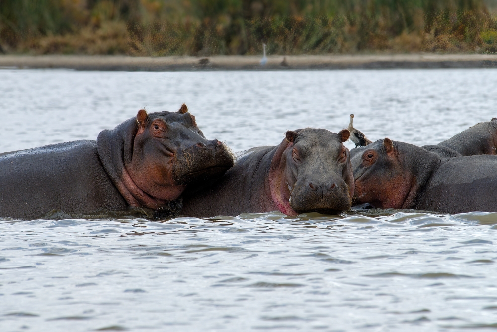 hippopotamus at zoo side view - Classroom Clip Art