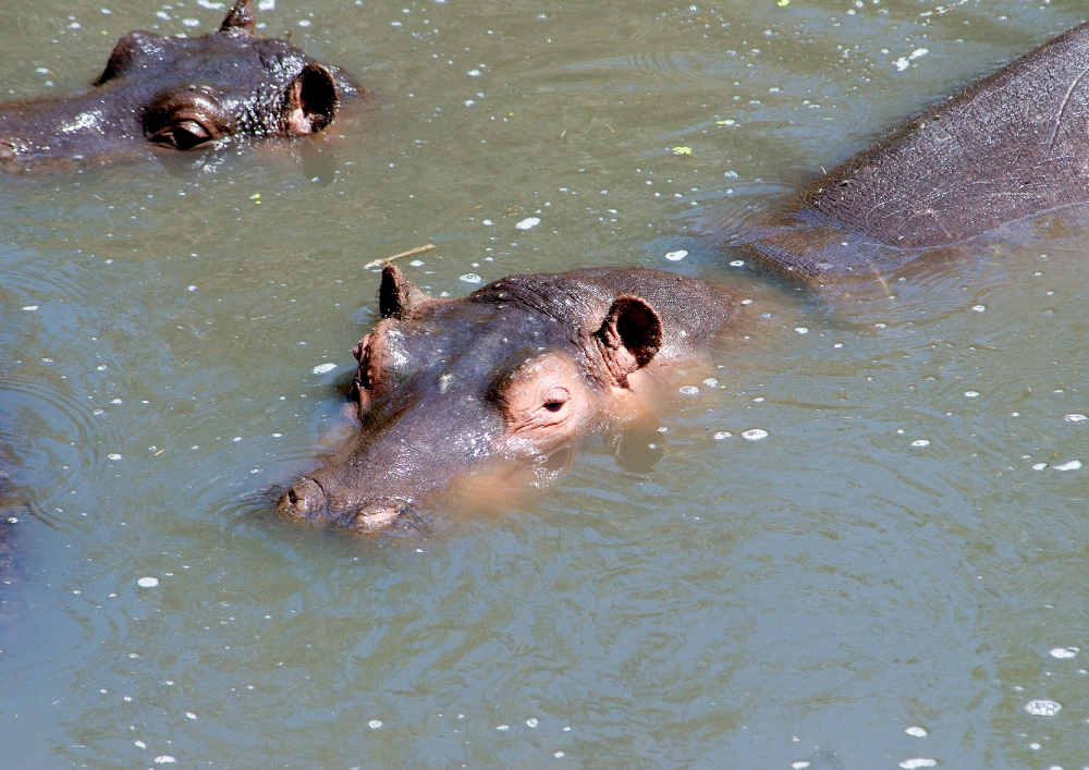 Hippopotamus, Masai Mara National Reserve, Kenya Africa maother ...