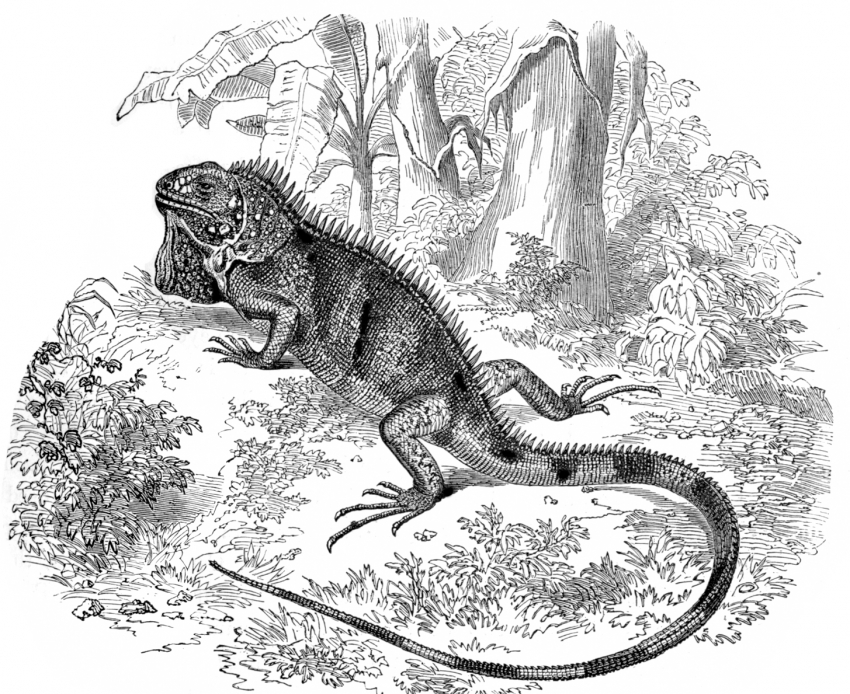 South America Illustrations-Iguana Illustration