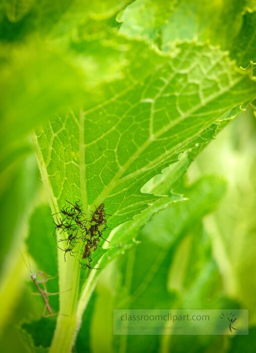 Insect Photos-insects hatching from eggs with praying mantis lurking