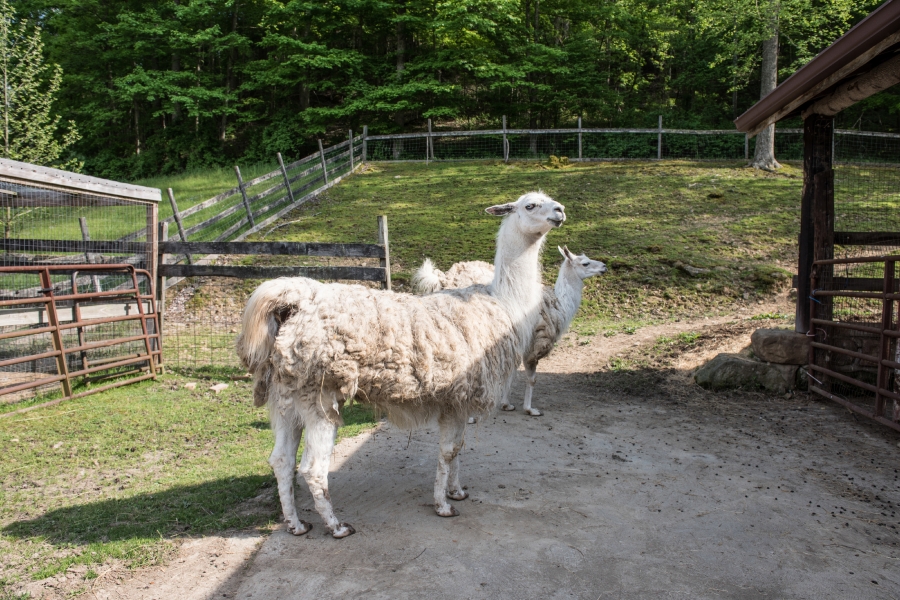 Llamas at the petting zoo of the Heritage Farm Museum and Villag ...