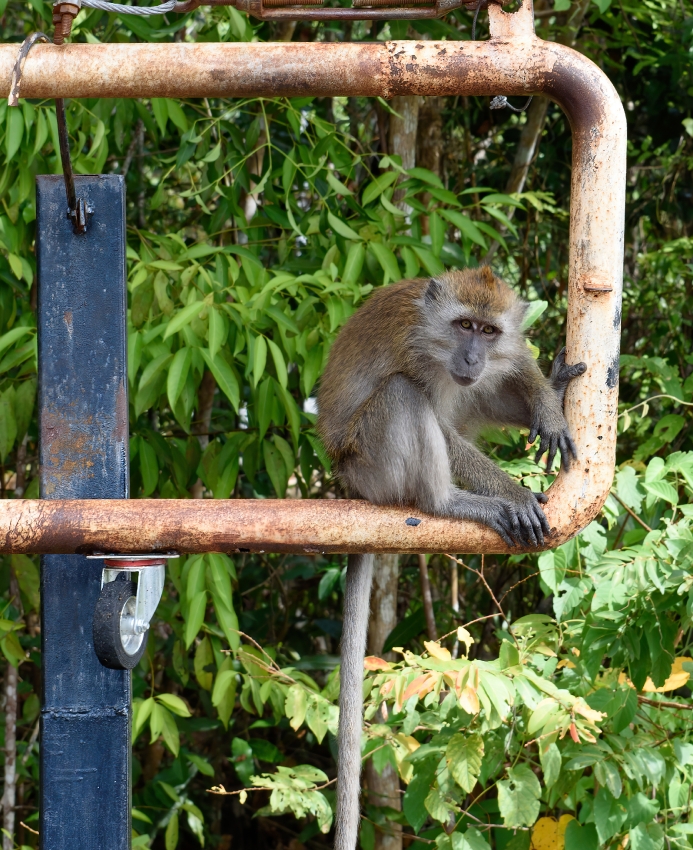 long tail macaques monkey sitting on old metal gate - Classroom Clip Art