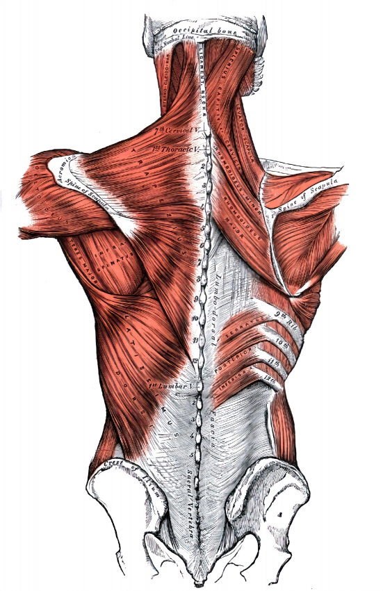 Muscles of chest and front arm human anatomy - Classroom Clip Art