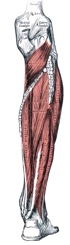 muscles of the back leg muscles of the back leg human anatomy ...