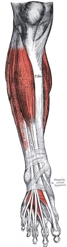 muscles of the front leg human anatomy - Classroom Clip Art