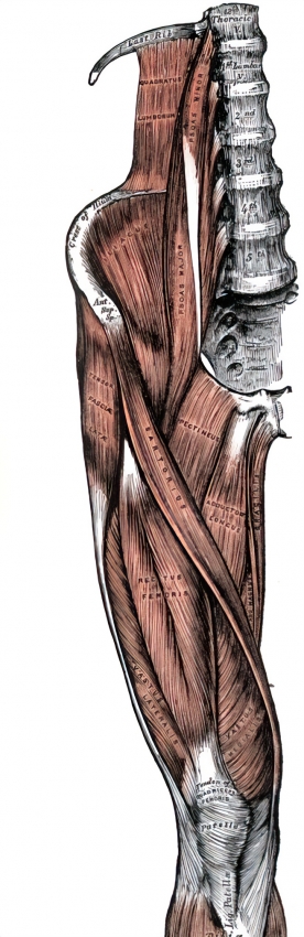 muscles of the iliac and anterior femoral region human anatomy ...